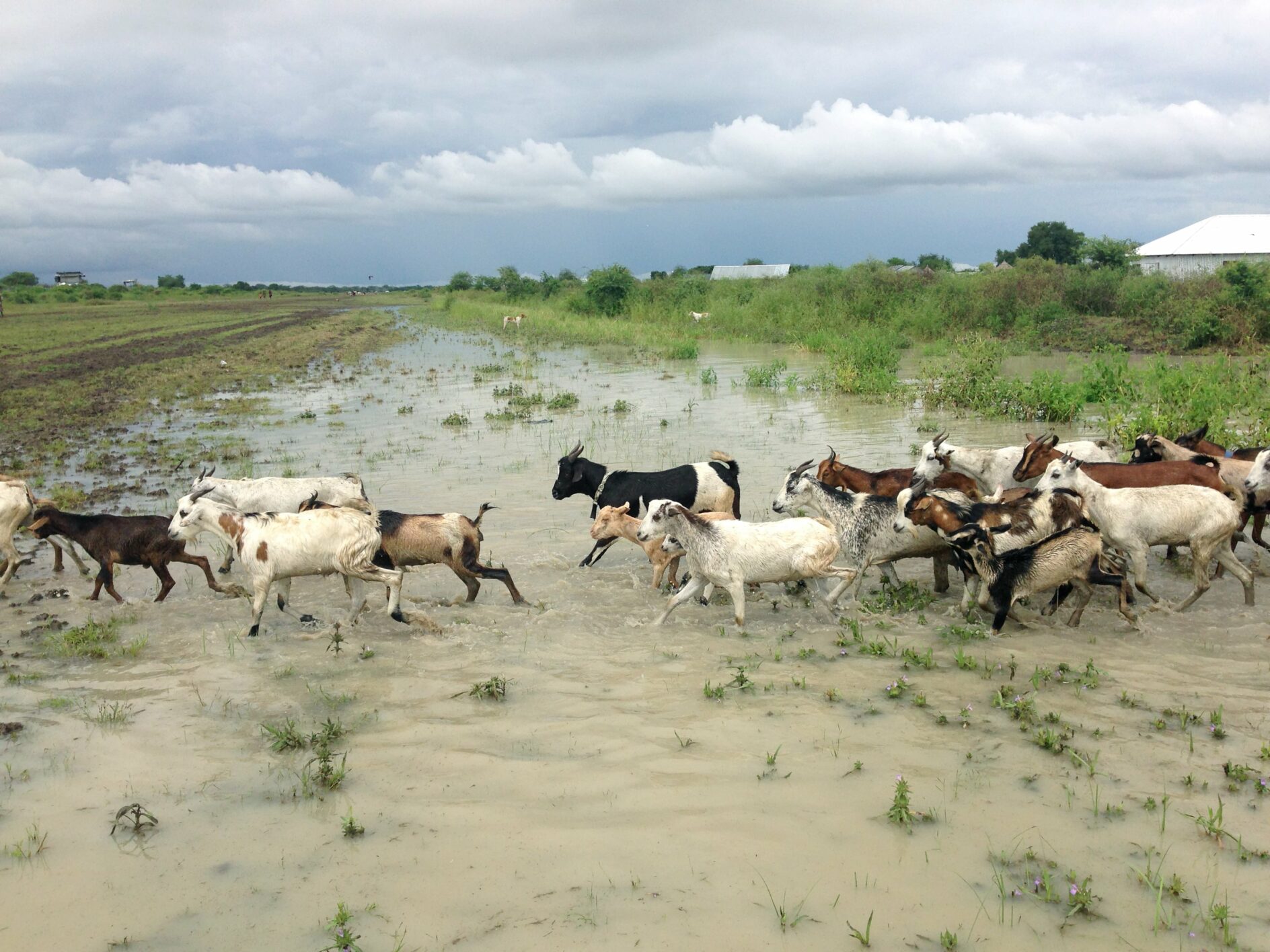 Livestock Emergency Response Program – LERP V - Vétérinaires Sans ...
